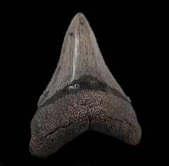 Angustidens Shark Tooth & Fossils for Sale | Buried Treasure Fossils