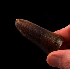 Desmostylus teeth for sale | Buried Treasure Fossils