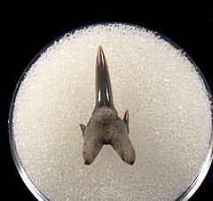 Latest Fossils for sale | Buried Treasure Fossils