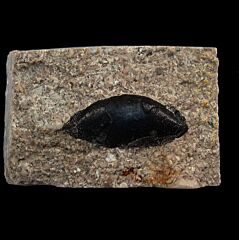 Paleozoic shark teeth for sale | Buried Treasure Fossils