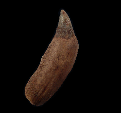 Mammal Teeth & fossils for sale | Buried Treasure Fossils