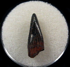 Nannotyrannus Tooth for Sale | Buried Treasure Fossils