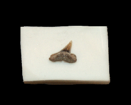 Scoliodon sp.