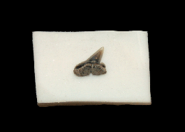 Scoliodon sp.