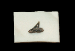 Scoliodon sp.