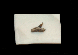 Scoliodon sp.