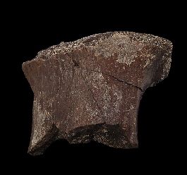 Camarasaurus fibula bone section | Buried Treasure Fossils