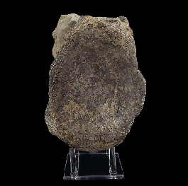 Camarasaurus caudal vertebra from Bone Cabin Quarry | Buried Treasure ...