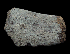 Camarasaurus ulna section from Bone Cabin Quarry | Buried Treasure Fossils