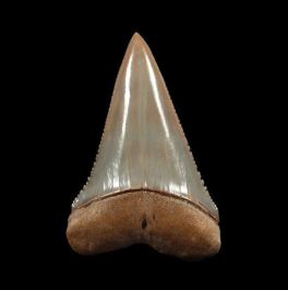 Carcharodon carcharias - Transition