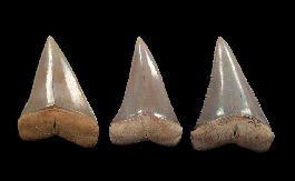 Rare Carcharodon hubbelli tooth for sale | Buried Treasure Fossils