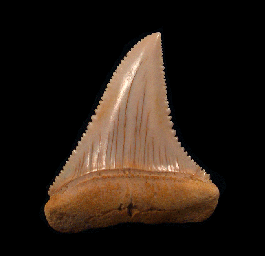 Tan Chilean Great White shark tooth for sale | Buried Treasure Fossils