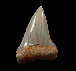 Perfect Chilean Carcharodon hastalis tooth | Buried Treasure Fossils