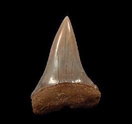 Chilean Carcharodon hastalis tooth for sale | Buried Treasure Fossils