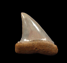 Perfect Cosmopolitodus tooth for sale | Buried Treasure Fossils
