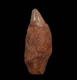 Chilean Scaldicetus tooth for sale | Buried Treasure