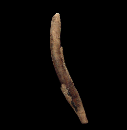 Physeteridae tooth from Chile | Buried Treasure Fossils