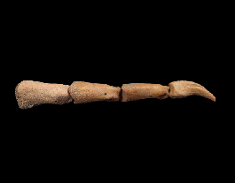 Spheniscus penguin toe fossil | Buried Treasure Fossils