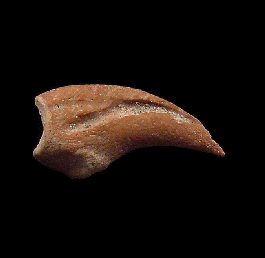 Chilean Penguin claw | Buried Treasure Fossils