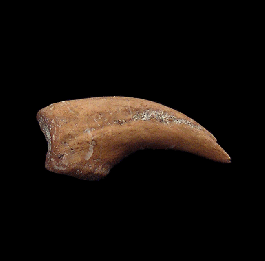 Chilean Penguin claw fossil | Buried Treasure Fossils