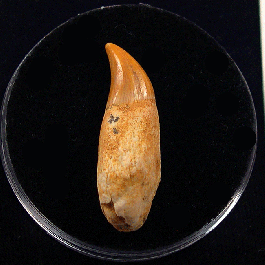 Miocene Dolphin tooth | Buried Treasure Fossils