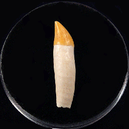 Perfect Brachydelphis dolphin tooth | Buried Treasure Fossils