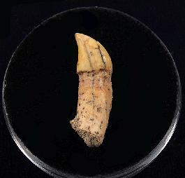 Dolphin tooth from Chile | Buried Treasure Fossils
