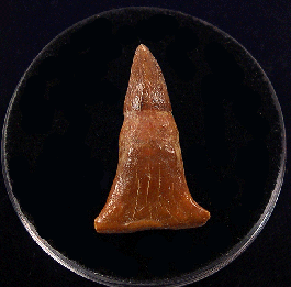 Chilean Brachydelphis dolphin tooth for sale | Buried Treasure Fossils