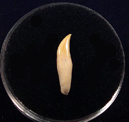 Perfect Brachydelphis dolphin tooth for sale | Buried Treasure Fossils