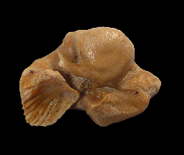 Bahia Iglesa Fm. dolphin ear bone for sale | Buried Treasure Fossils