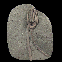 Macrocrinus mundulus Crinoid | Buried Treasure Fossils
