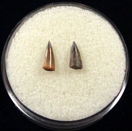 Rare Sumatran Barracuda teeth for sale | Buried Treasure Fossils