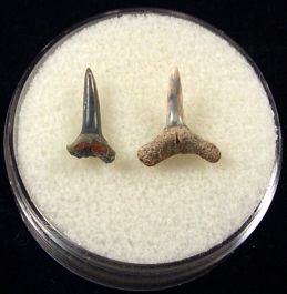 speartooth shark tooth