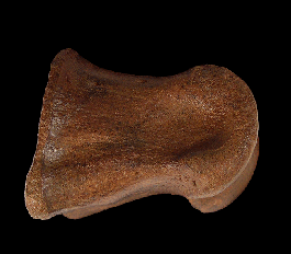 Anzu toe bone for sale | Buried Treasure Fossils