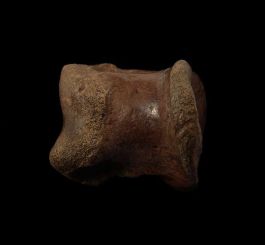 Anzu toe bone for sale | Buried Treasure Fossils