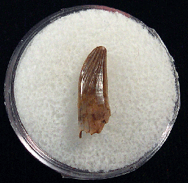 Paronychodon lacustris tooth for sale | Buried Treasure Fossils
