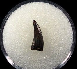 Montana Paronychodon tooth for sale | Buried Treasure Fossils
