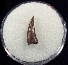 Big Paronychodon tooth for sale | Buried Treasure Fossils