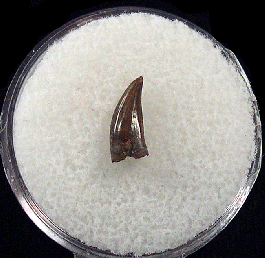 Cretaceous Paronychodon tooth for sale | Buried Treasure Fossils