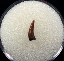 Cheap Paronychodon tooth for sale | Buried Treasure Fossils