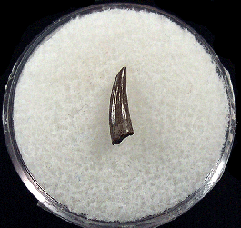 Cheap Paronychodon tooth for sale | Buried Treasure Fossils