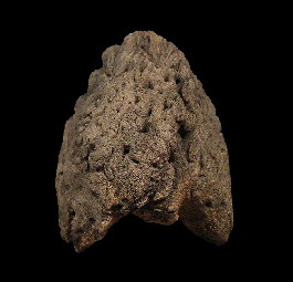 Arrhinoceratops epoccipital from Canada | Buried Treasure Fossils