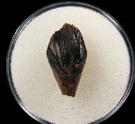 Colorful rooted Leptoceratops tooth for sale | Buried Treasure Fossils