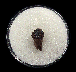 Rooted Leptoceratops for sale | Buried Treasure Fossils