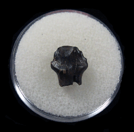 Affordable Denversaurus spitter tooth for sale | Buried Treasure Fossils