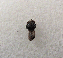 Ankylosaurus tooth | Buried Treasure Fossils