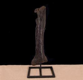 Allosaurus Tibia|Buried Treasure Fossils