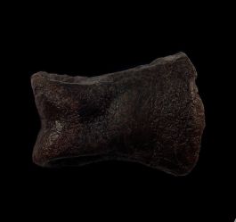 Allosaurus toe bone |Buried Treasure Fossils