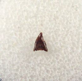 Avisaurus archibaldi tooth for sale | Buried Treasure Fossils