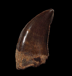 Extra Large Nanotyrannus tooth for sale | Buried Treasure Fossils